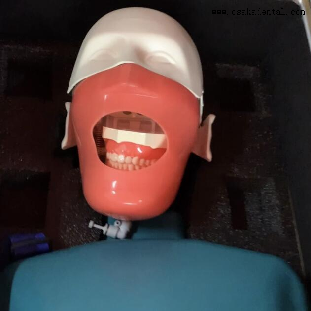 Dental Simulation Practice Manikin With Torso for Teaching Student ...